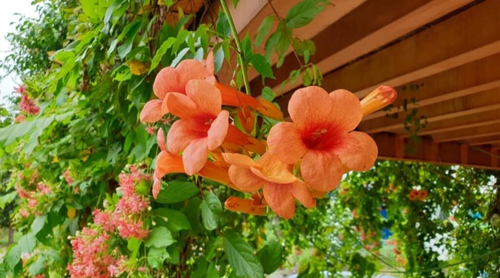 Gallery - Homestay tại Ba Vì, Hà Nội